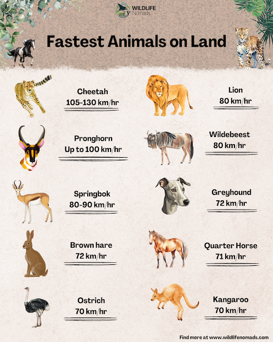 Top 10 Fastest Animals on Land — Wildlife Nomads