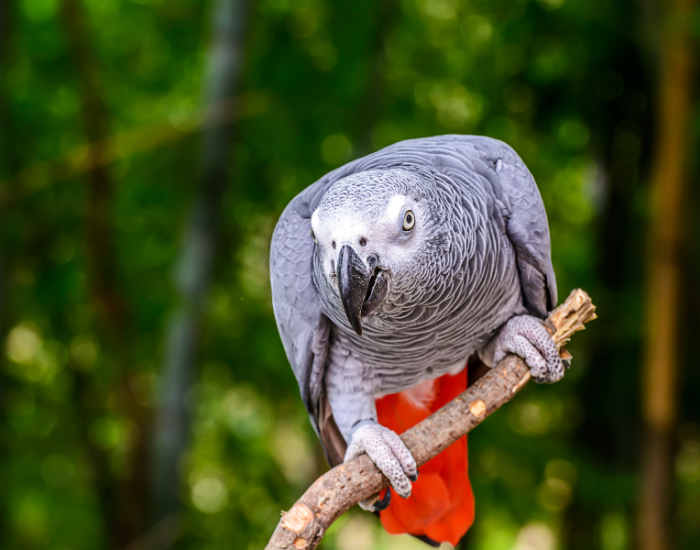 Top 12 Smartest Animals: Most Intelligent Creatures on Earth — Wildlife ...