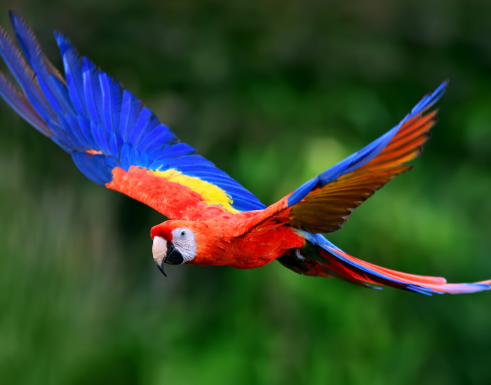 Animals From Mexico | Unique Wildlife — Wildlife Nomads