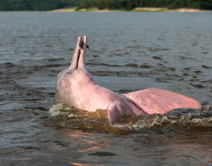 Amazon River Dolphins: 12 Fascinating Pink Facts — Wildlife Nomads