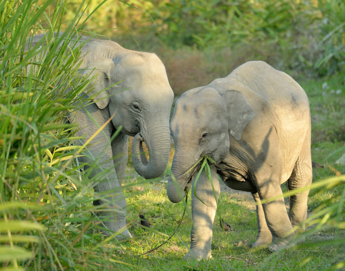 Asian Elephants: 12 Facts You Should Know — Wildlife Nomads