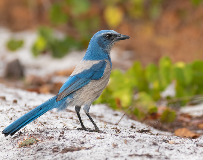 Essential Guide to Florida Bird Species You Can Spot Today — Wildlife ...