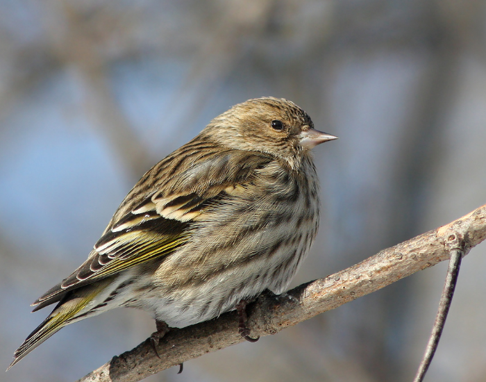 A Comprehensive Guide to Finches Birds: Species and Identification ...