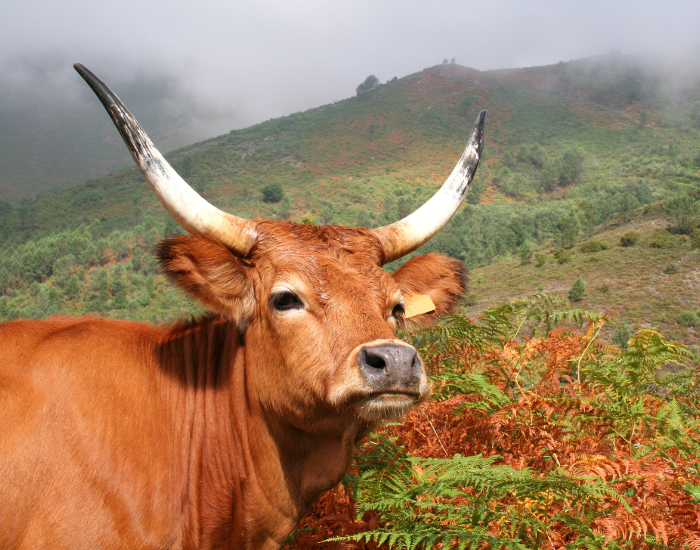 Top 15: Strongest Animals in the World — Wildlife Nomads