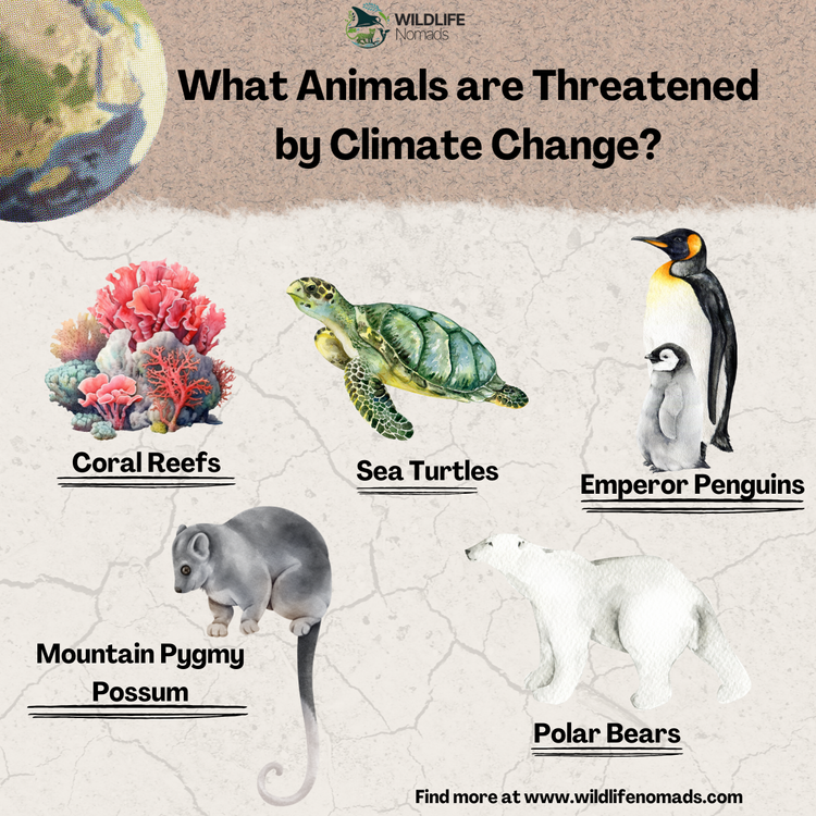 How does Climate Change Threatens Animals? — Wildlife Nomads