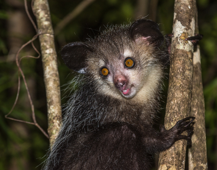 Wildlife of Madagascar: Discover the Island’s Iconic Animals — Wildlife ...