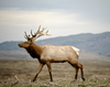 Animals of California: Iconic Wildlife & Where to See Them — Wildlife ...