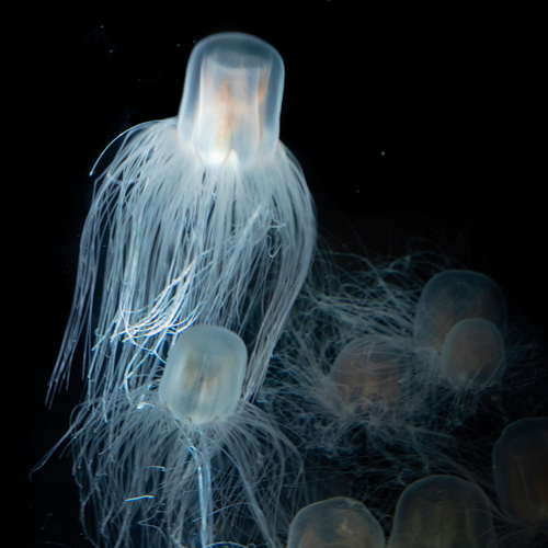 Top 5 Toxic Animals: Nature’s Deadliest Creatures — Wildlife Nomads