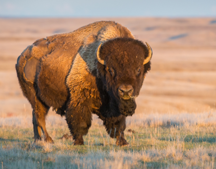 Animals of Canada: Iconic Canadian Wildlife — Wildlife Nomads
