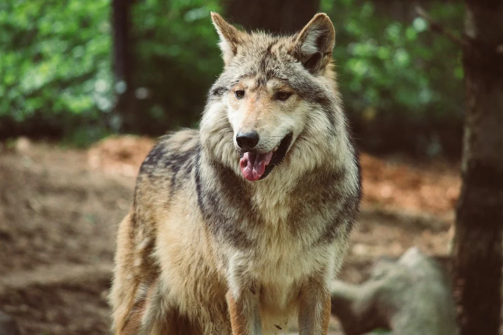 Animals From Mexico | Unique Wildlife — Wildlife Nomads
