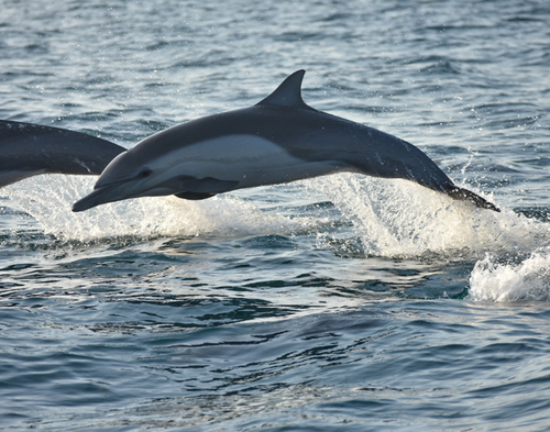 20 Fascinating Facts About Dolphins You Didn’t Know — Wildlife Nomads