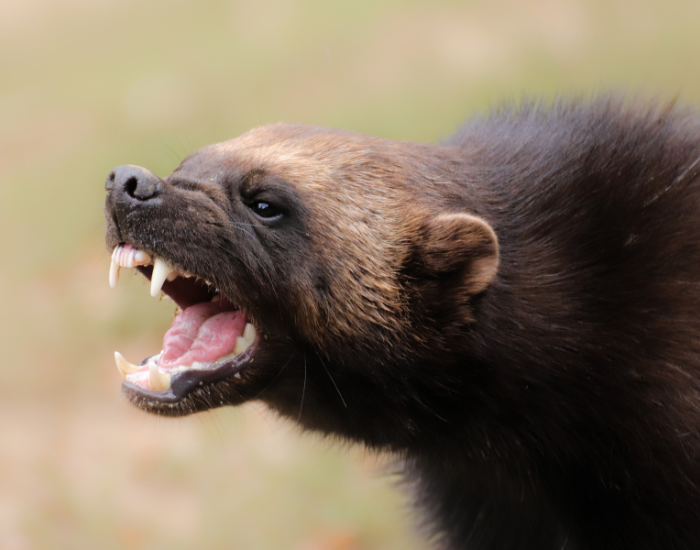 Wolverines: 12 Wild Facts About Mammal — Wildlife Nomads