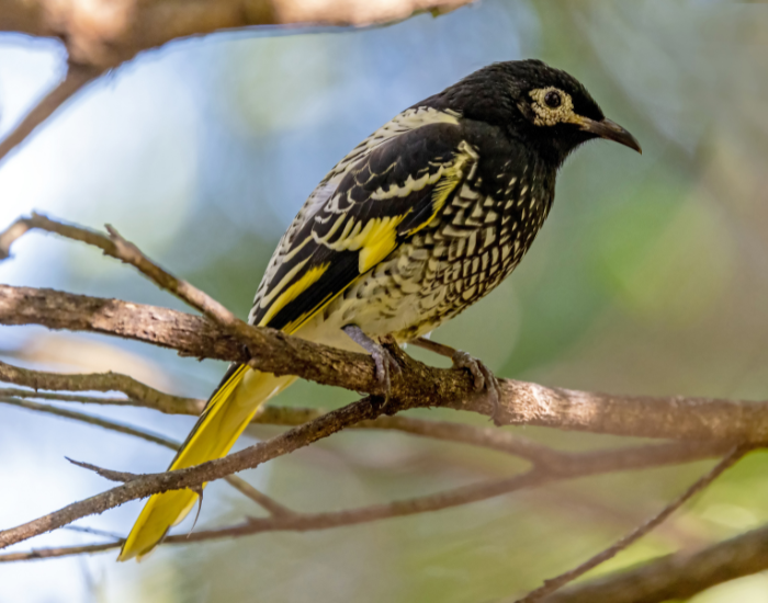 Native Birds of Australia: Iconic & Unique Species — Wildlife Nomads