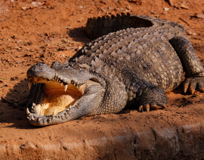 Top 15: Strongest Animals in the World — Wildlife Nomads