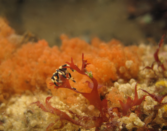 Sea Spiders: 10 Fascinating Facts and More — Wildlife Nomads
