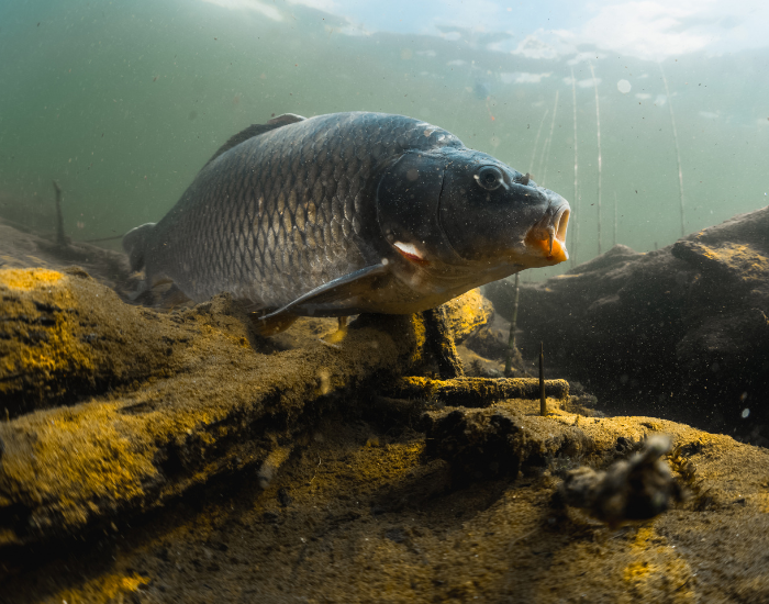 What Is an Invasive Species? | Impacts on Natives — Wildlife Nomads