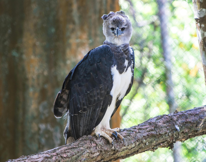 12 Iconic Animals in Colombia You Need to Know — Wildlife Nomads