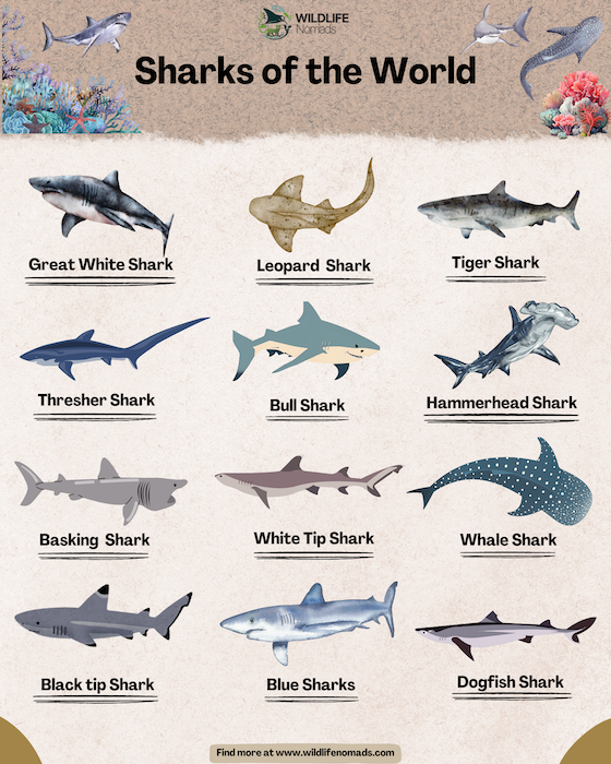 How Many Species of Shark Are There? — Wildlife Nomads