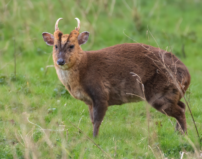 Animals of the United Kingdom: Wildlife Guide & Conservation Tips ...