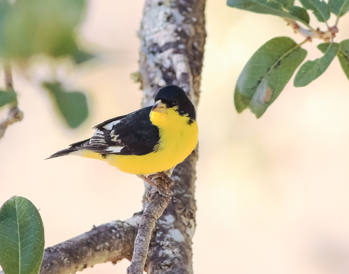 A Comprehensive Guide to Finches Birds: Species and Identification ...