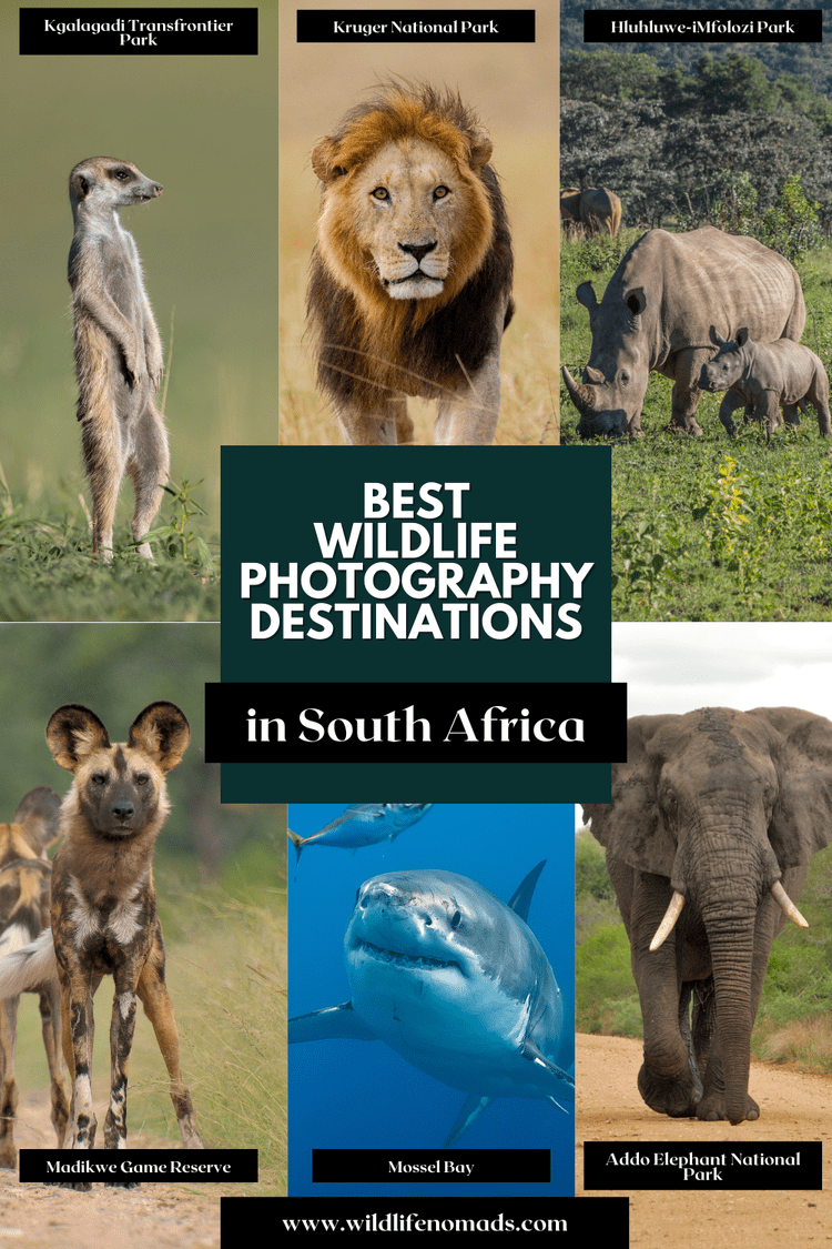 Wildlife in South Africa: 5 Best Destinations — Wildlife Nomads
