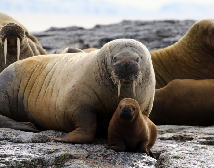 Top 12 Animals with the Longest Gestation — Wildlife Nomads