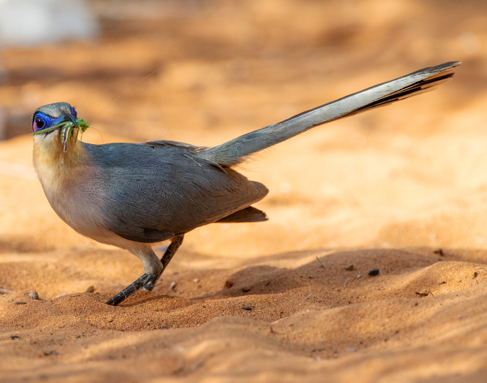 Wildlife of Madagascar: Discover the Island’s Iconic Animals — Wildlife ...