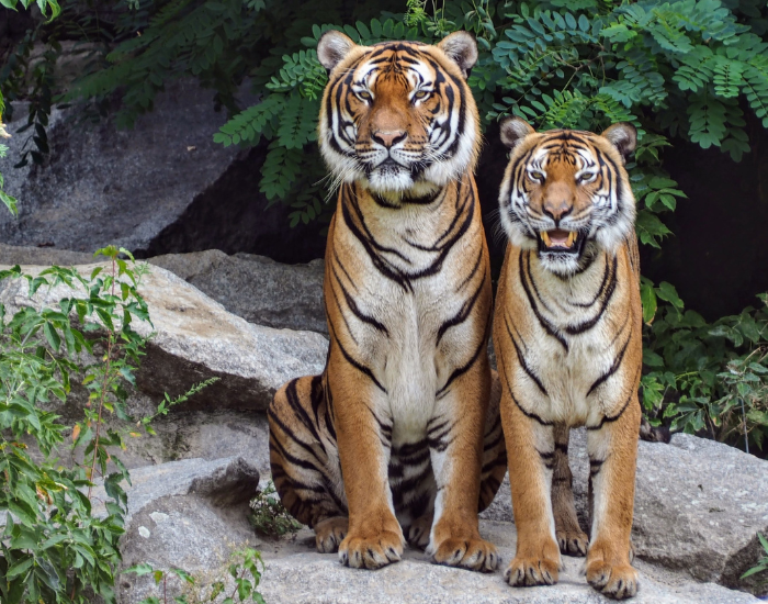 Are Tigers Endangered? Conservation Status Explained — Wildlife Nomads