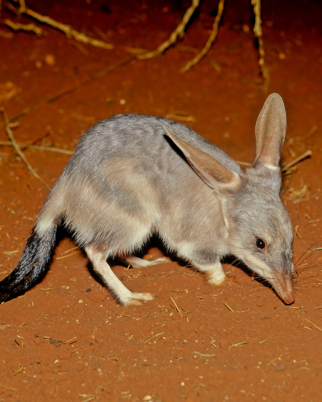 Animals Native to Australia: A Guide to its Unique Wildlife — Wildlife ...