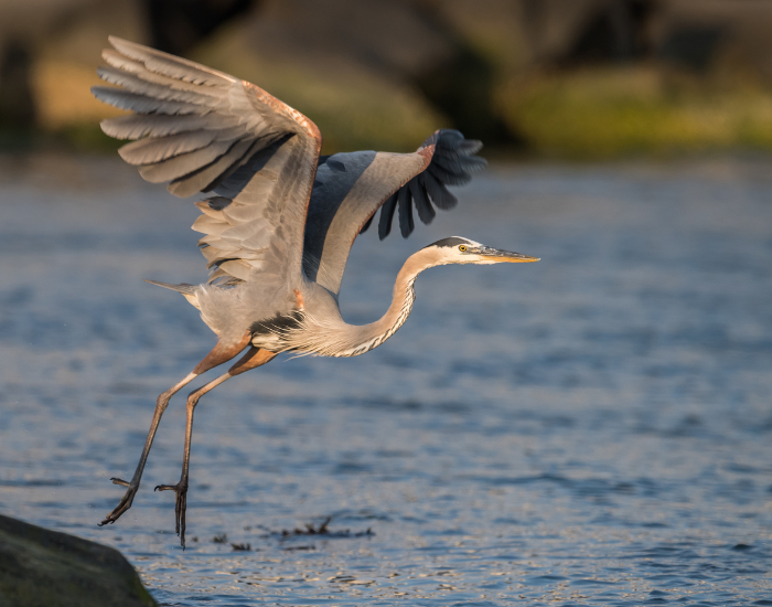 Birds of British Columbia: Birdwatching guide for BC — Wildlife Nomads
