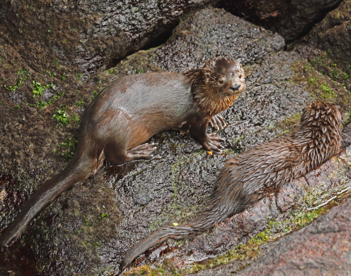 Top 12 Smartest Animals: Most Intelligent Creatures on Earth — Wildlife ...