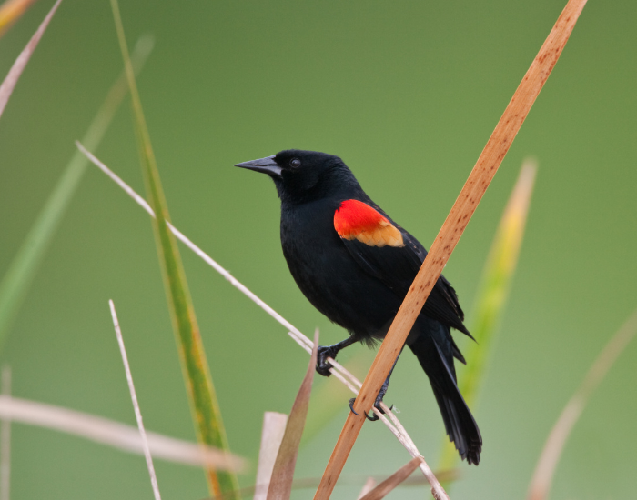 Birds of British Columbia: Birdwatching guide for BC — Wildlife Nomads