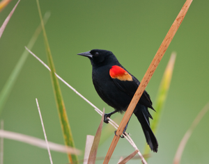 Birds of British Columbia: Birdwatching guide for BC — Wildlife Nomads