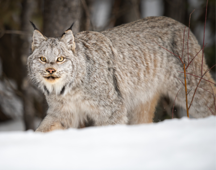 Animals of Canada: Iconic Canadian Wildlife — Wildlife Nomads