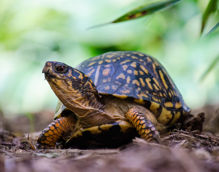 10 Animal Hibernators | What Is Hibernation? — Wildlife Nomads