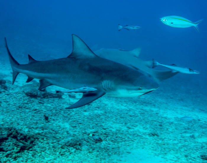 How Many Species of Shark Are There? — Wildlife Nomads