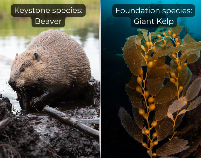 What Is a Foundation Species? Key Examples & Differences — Wildlife Nomads