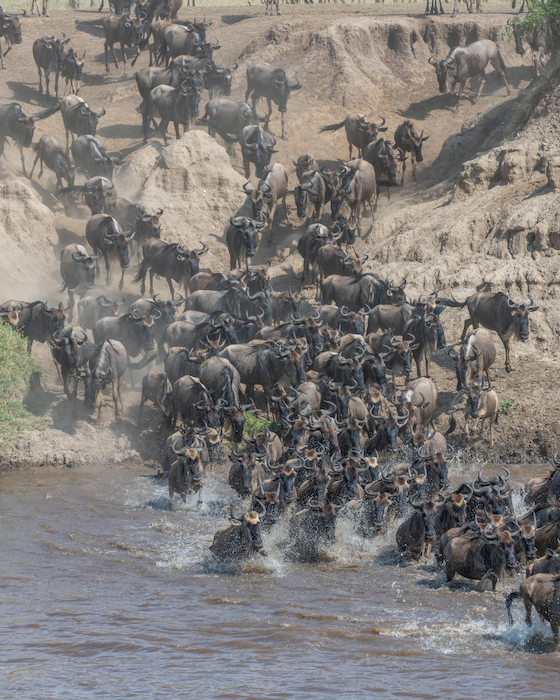 Great Migration Photography: Your Dream Safari Guide — Wildlife Nomads