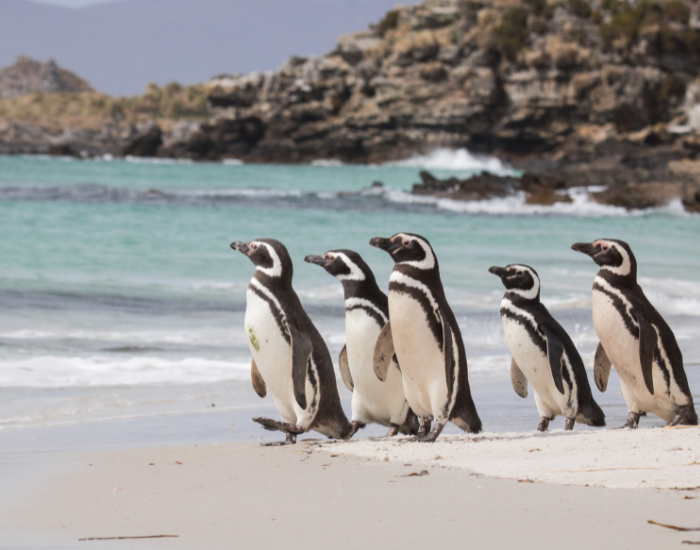 Iconic Animals in Argentina | Native Wildlife Guide — Wildlife Nomads