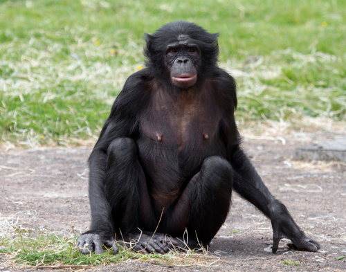 How Old Do Apes Live? Types of Apes and Fascinating Facts — Wildlife Nomads