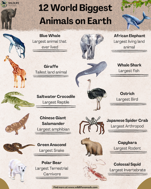 Top 12 Biggest Animals on Earth — Wildlife Nomads