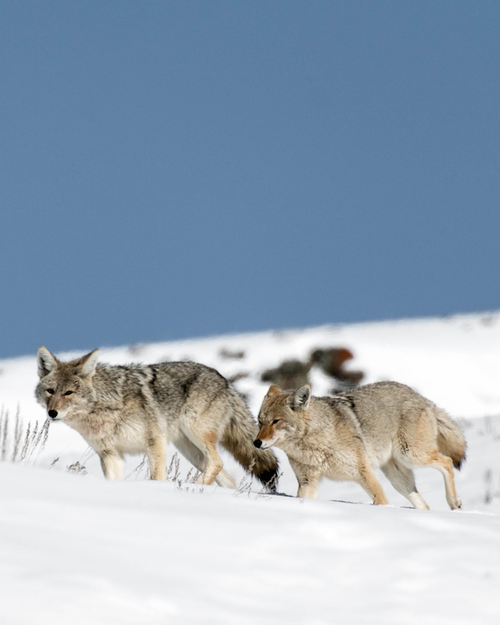 Rewilding Success Stories: How Nature Can Restore Itself — Wildlife Nomads