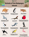 Galapagos Wildlife: Animals of the Galapagos Islands — Wildlife Nomads