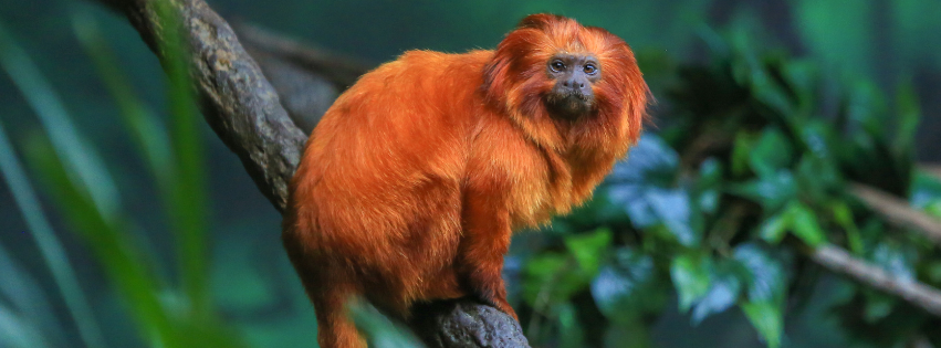 Animals of Brazil: Top 10 Iconic Species — Wildlife Nomads