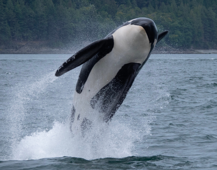 Are Killer Whales Going Extinct? Shocking Truth — Wildlife Nomads