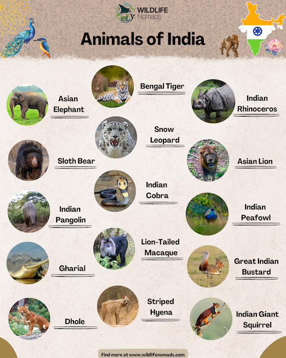 Animals of India: Discover the Wildlife of the Subcontinent — Wildlife ...