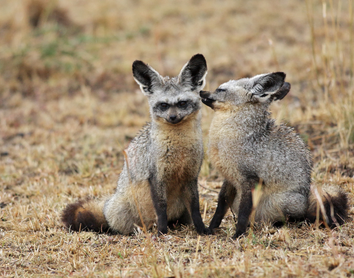 Animals of Kenya: Iconic Wildlife & Where to See Them — Wildlife Nomads