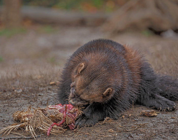 Wolverines: 12 Wild Facts About Mammal — Wildlife Nomads