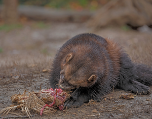 Wolverines: 12 Wild Facts About Mammal — Wildlife Nomads