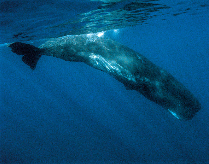 Top 15 Loudest Animals on Earth — Wildlife Nomads